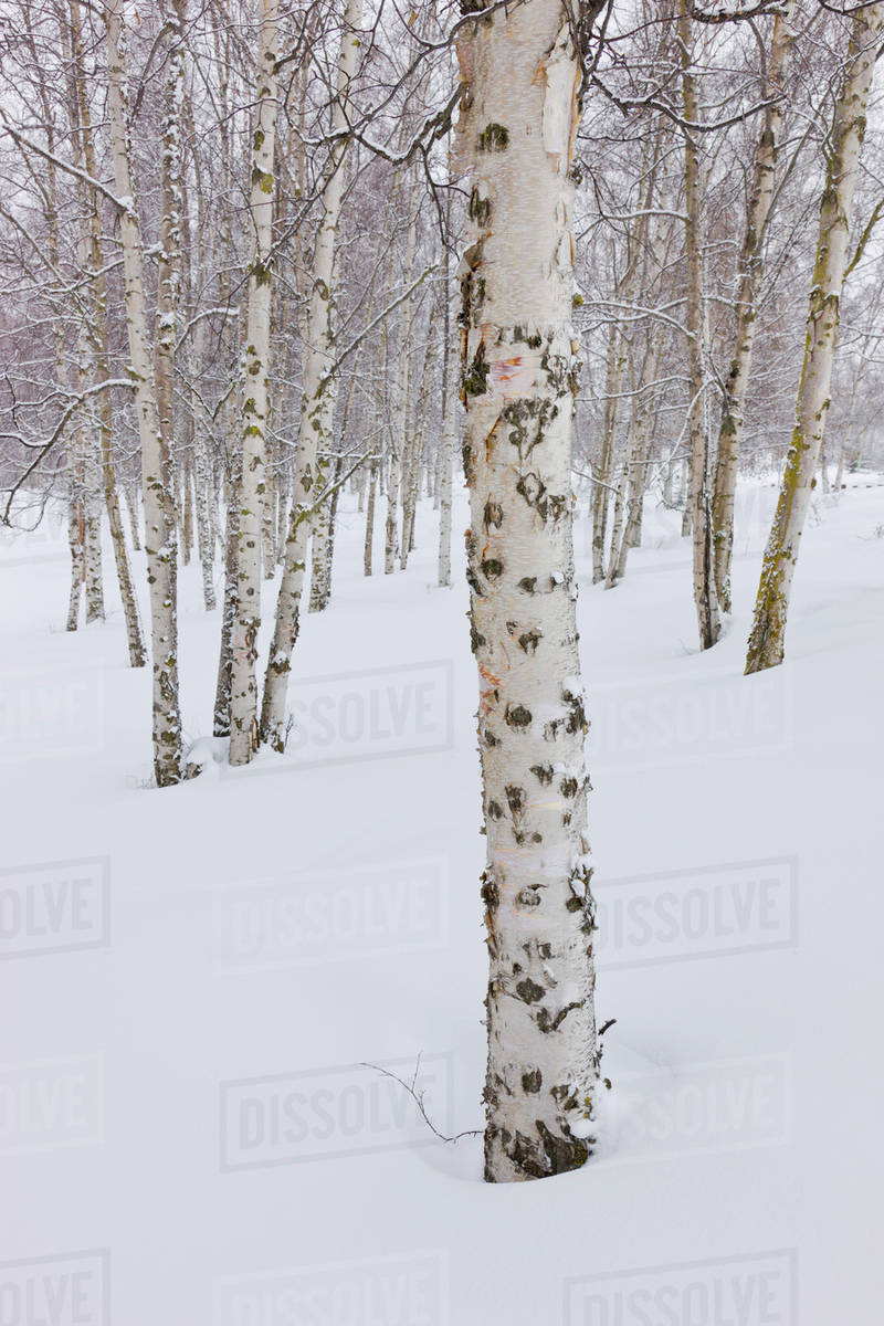 Snow Covered Birch Forest In Russian Jack Springs Park, Anchorage ...
