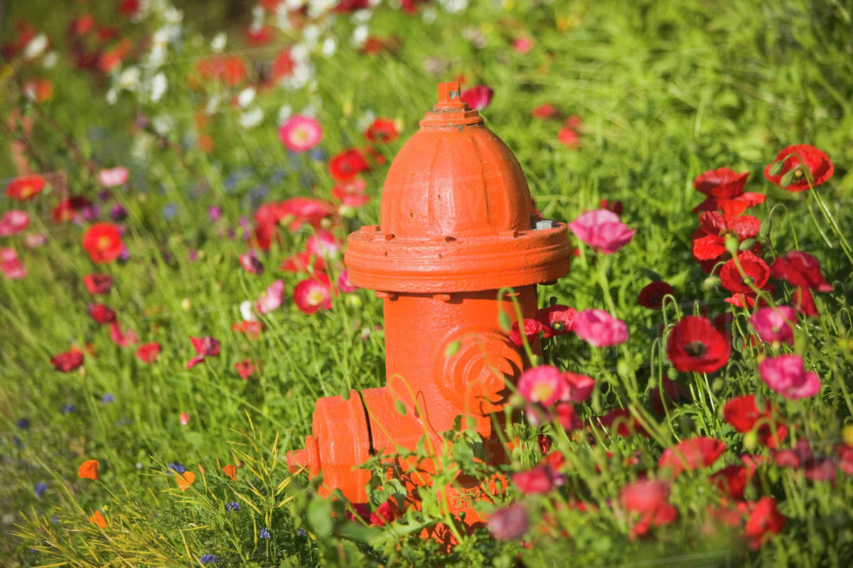 Fire Hydrant & Flowers Kodiak Island Southwest Alaska - Royalty-free ...