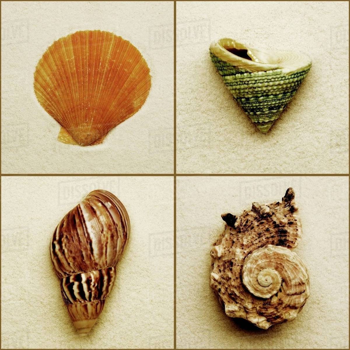 Seashell Composite - Stock Photo - Dissolve