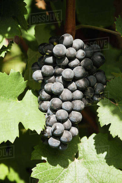 Sunlight on a bunch of dark red grapes on the vine;Emilia-romagna italy ...