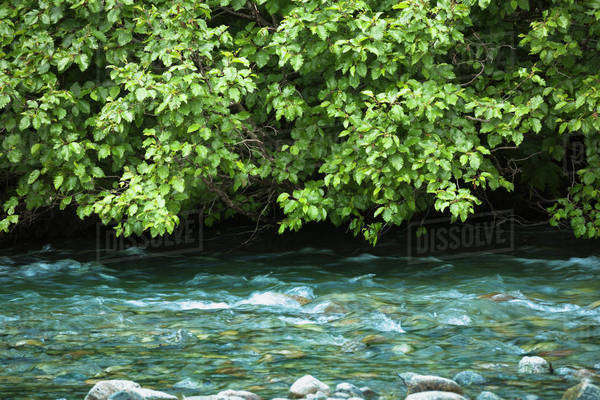 Alder branches overhanging a small rushing stream;British columbia ...