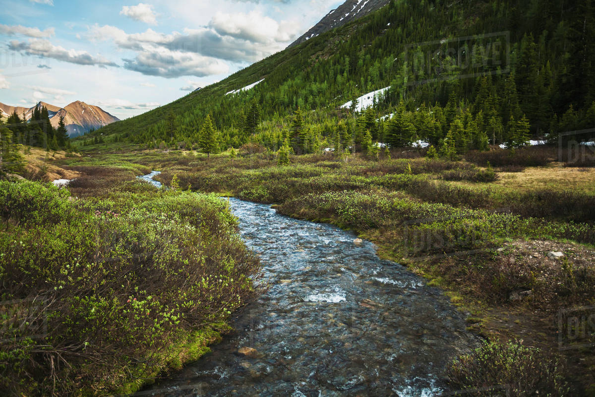 Small stream in highwood pass flows through low willow bushes ...