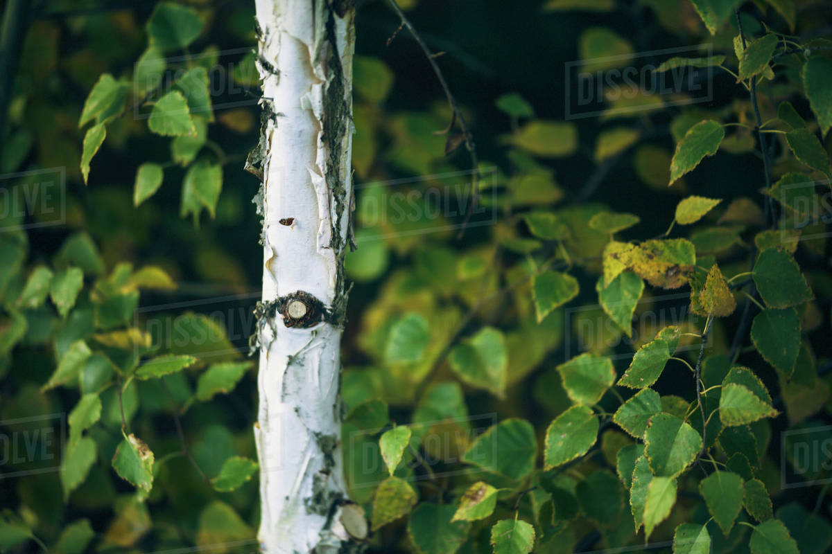 The peeling trunk of a paper birch in front of birch leaves;Alberta ...
