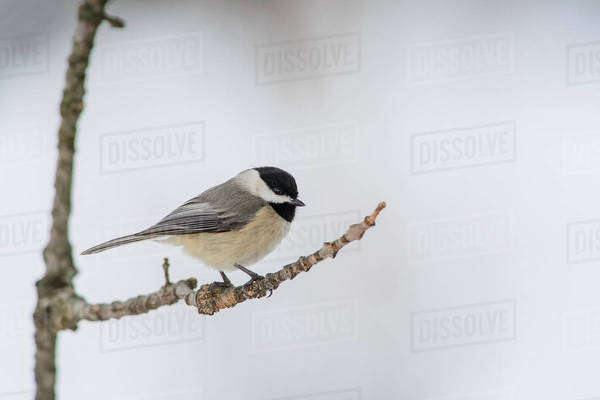 Carolina chickadee (poecile carolinensis);Ohio, united states of ...