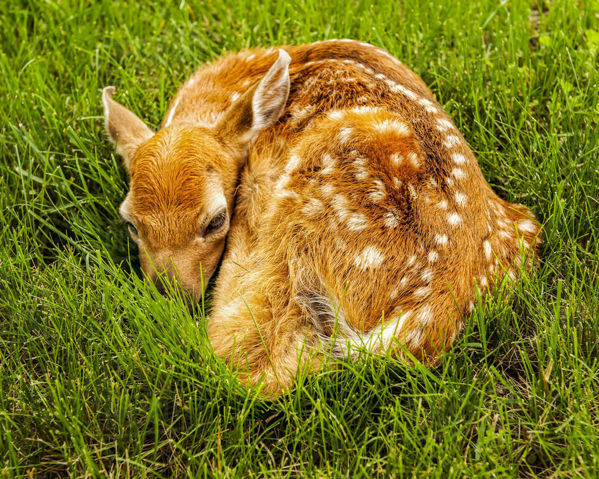 A fawn lying down and resting in the grass; Creston, British Columbia ...