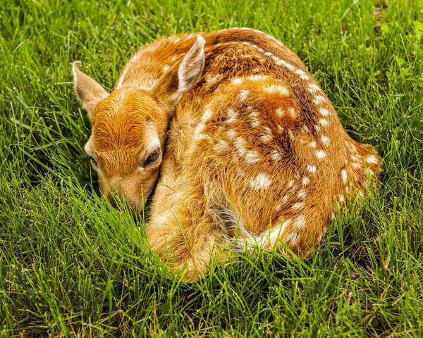 A fawn lying down and resting in the grass; Creston, British Columbia ...