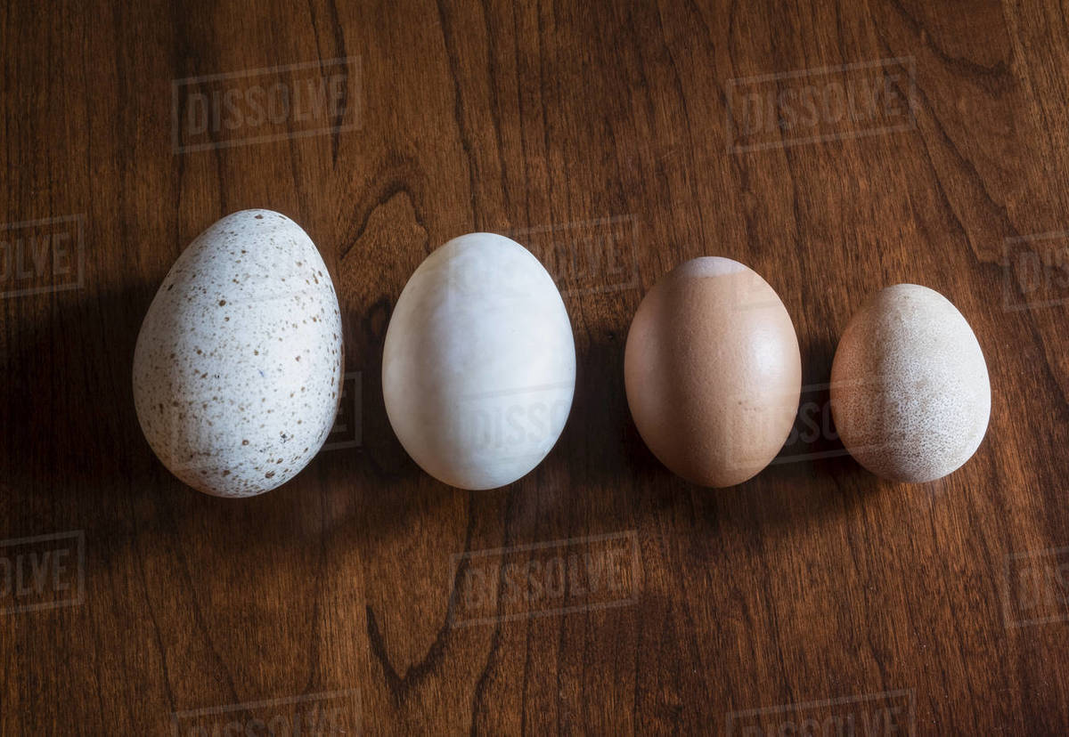 Turkey, Duck, Brown and Guinea Fowl Eggs in a row; Lititz, Pennsylvania ...
