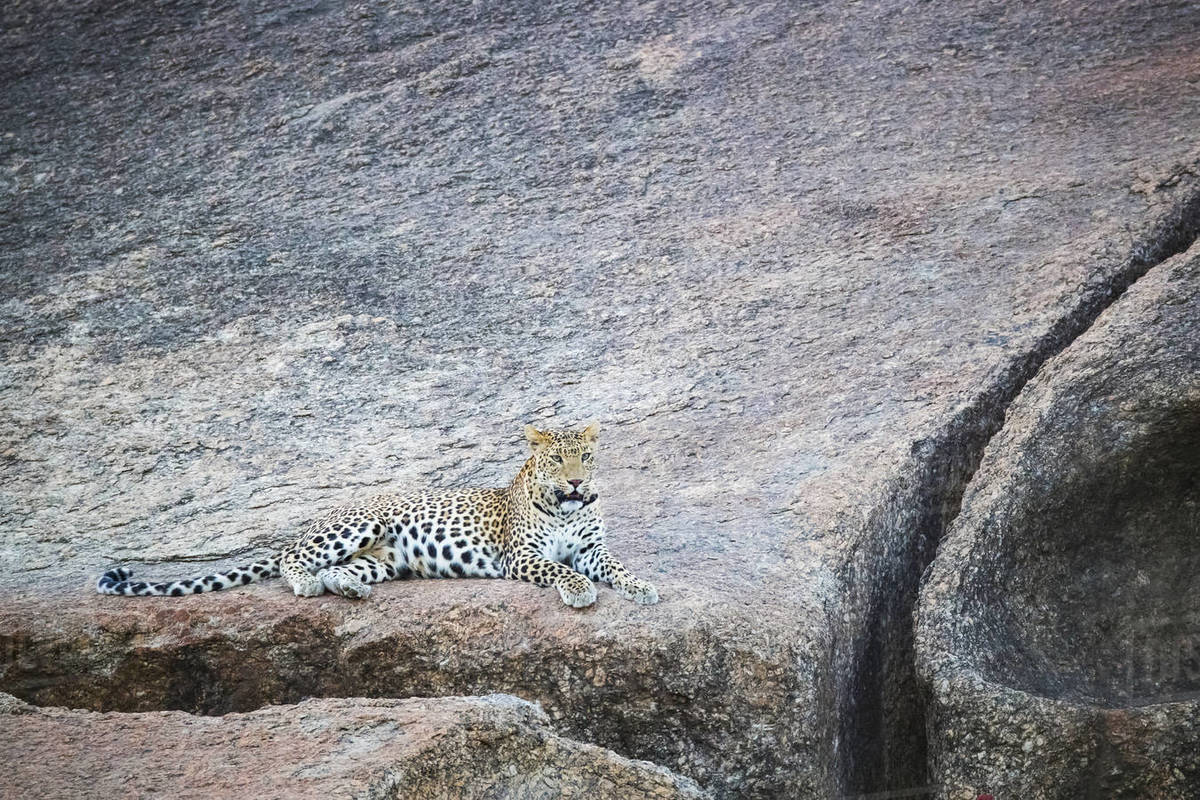 Leopard (Panthera pardus) in the hills of Jawai; Rajastan, India ...
