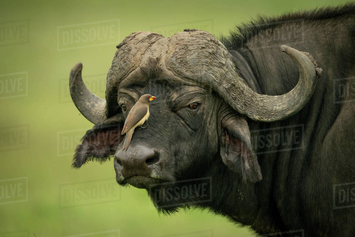 Yellow-billed oxpecker (Buphagus africanus) on nose of Cape buffalo ...