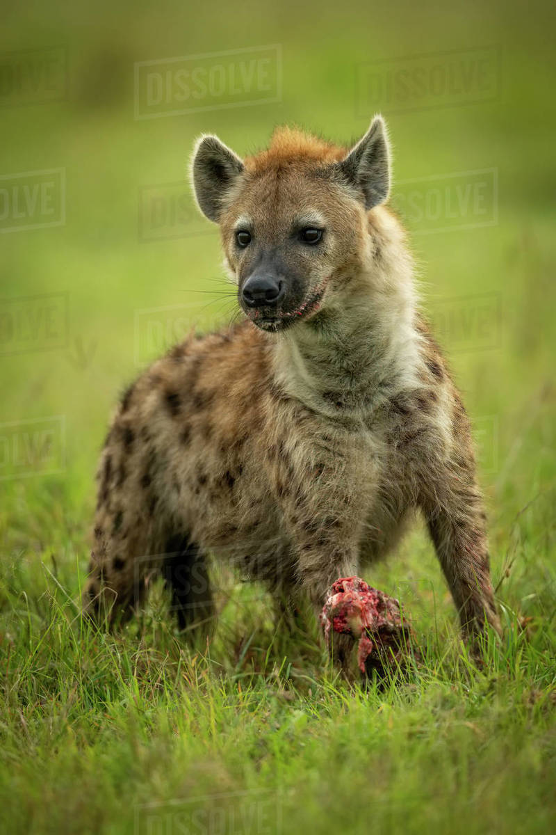 Spotted hyena (Crocuta crocuta) stands in grass with bone, Maasai Mara ...