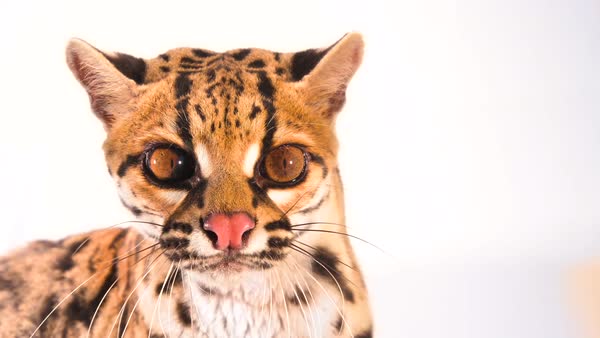 A male margay (Leopardus wiedii wiedii) at Huachipa Zoo in Lima, Peru ...