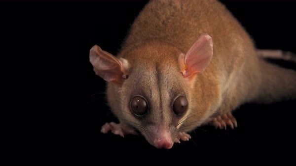 A female bare-tailed woolly opossum (Caluromys philander) named ...