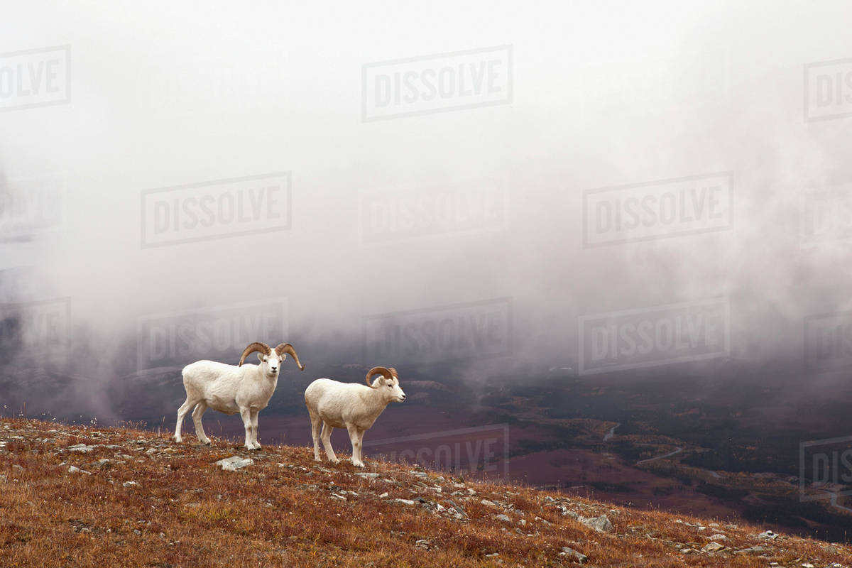 Dall's sheep (ovis dalli) rams walking on rocky ridge in alpine tundra ...
