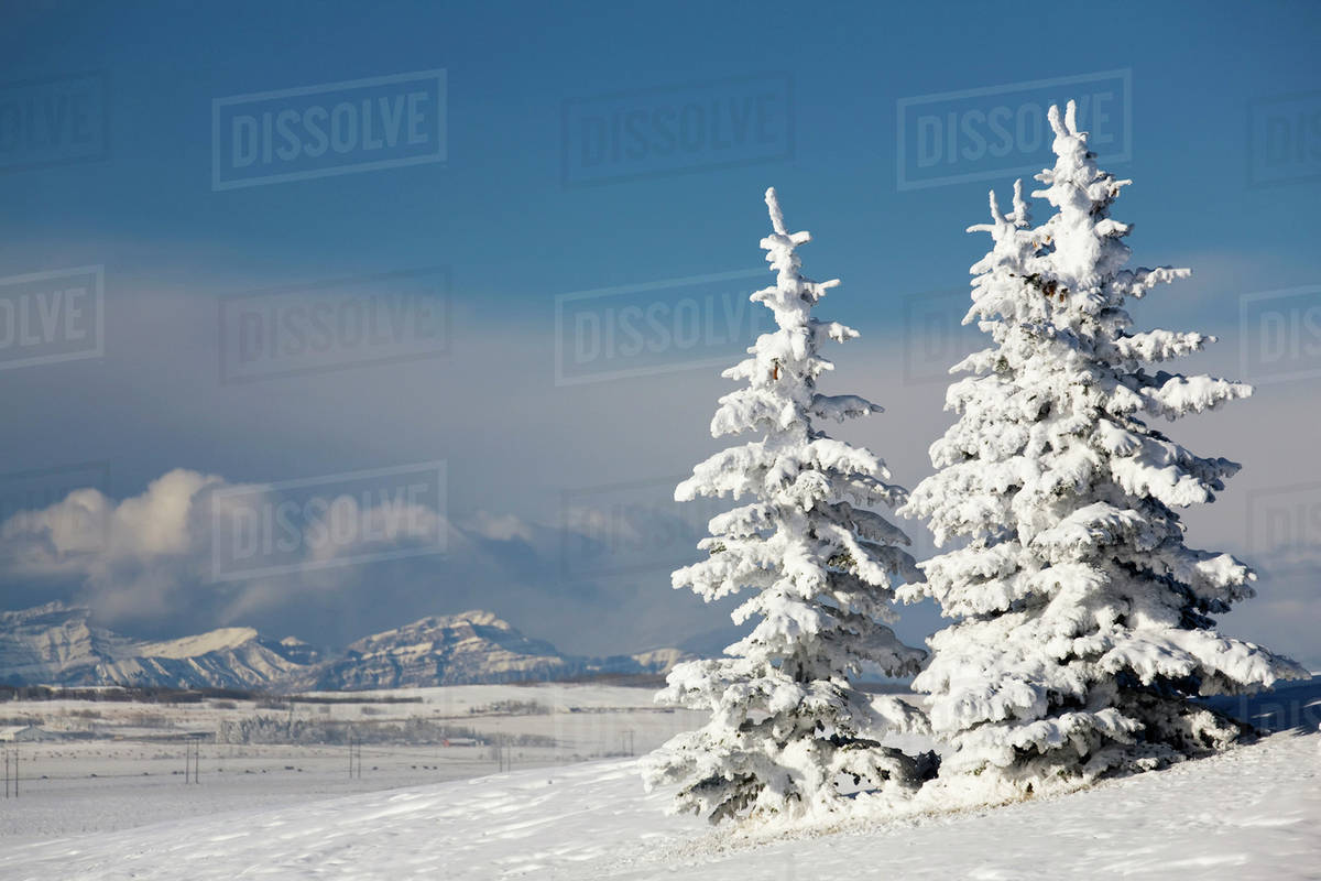Snow covered evergreen trees on a snow covered hillside with mountains ...