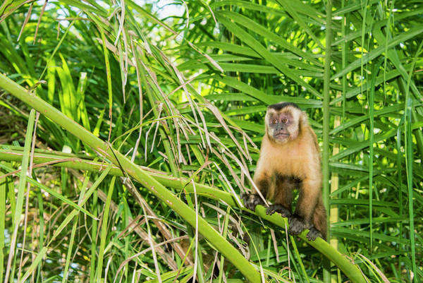 Capuchin monkey sits in a tree;Pantanal brazil - Stock Photo - Dissolve
