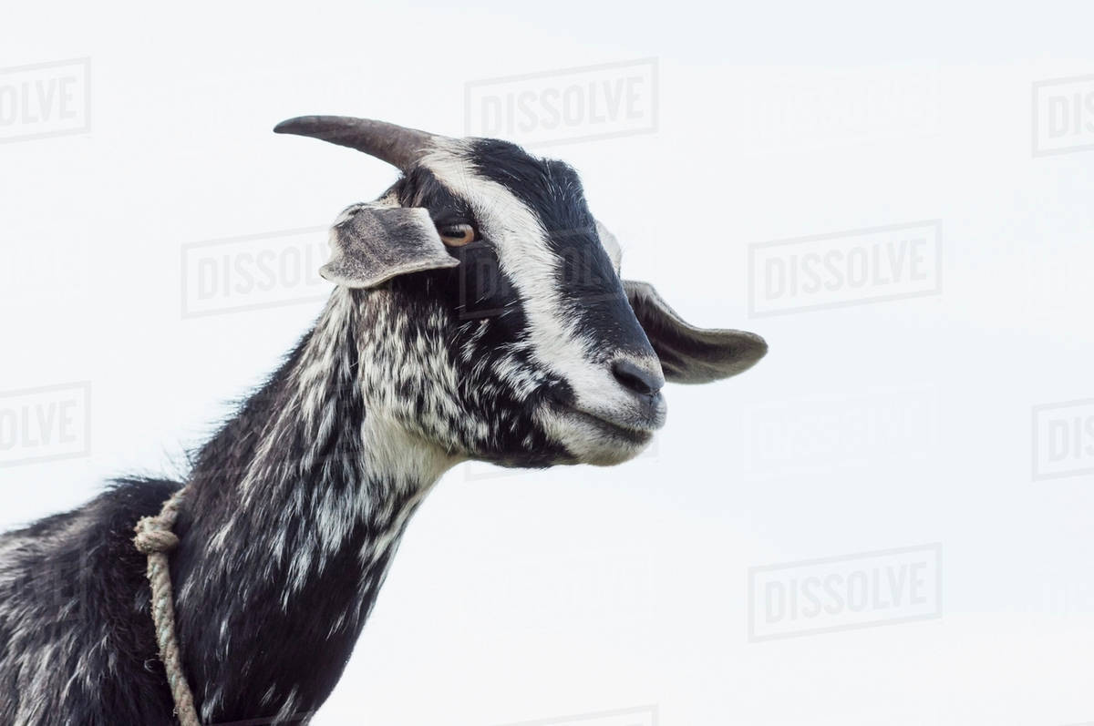 Funny looking goat and a cloudy sky background;Nepal - Stock Photo ...