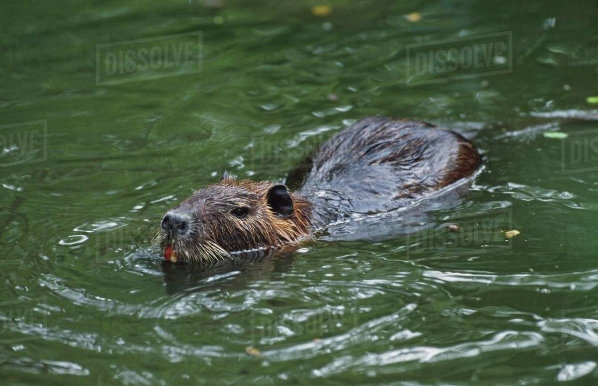 Nutria (Myocastor Coypus) Swimming In Water - Royalty-free Stock Photo ...
