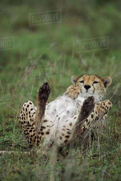 Cheetah Lying On Its Back, Africa - Stock Photo - Dissolve
