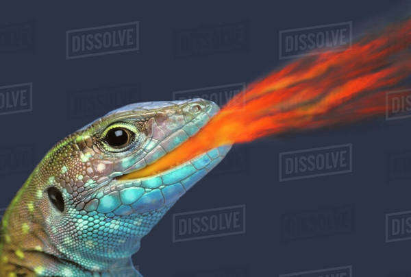 Fire-breathing rainbow lizard;British columbia canada - Stock Photo ...