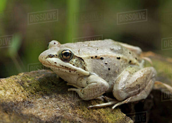 Tree frog up close on a rock in the summer;Palmer alaska united states ...