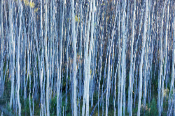 Abstract aspen tree trunk detail along the parks highway just south of ...