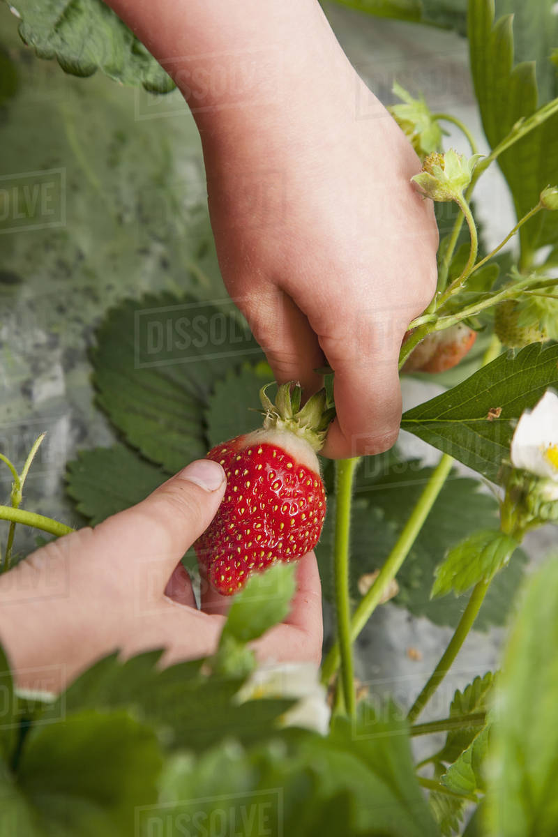 Detail Of Child's Hand Picking Organiclly Grown Strawberries Out Of A ...