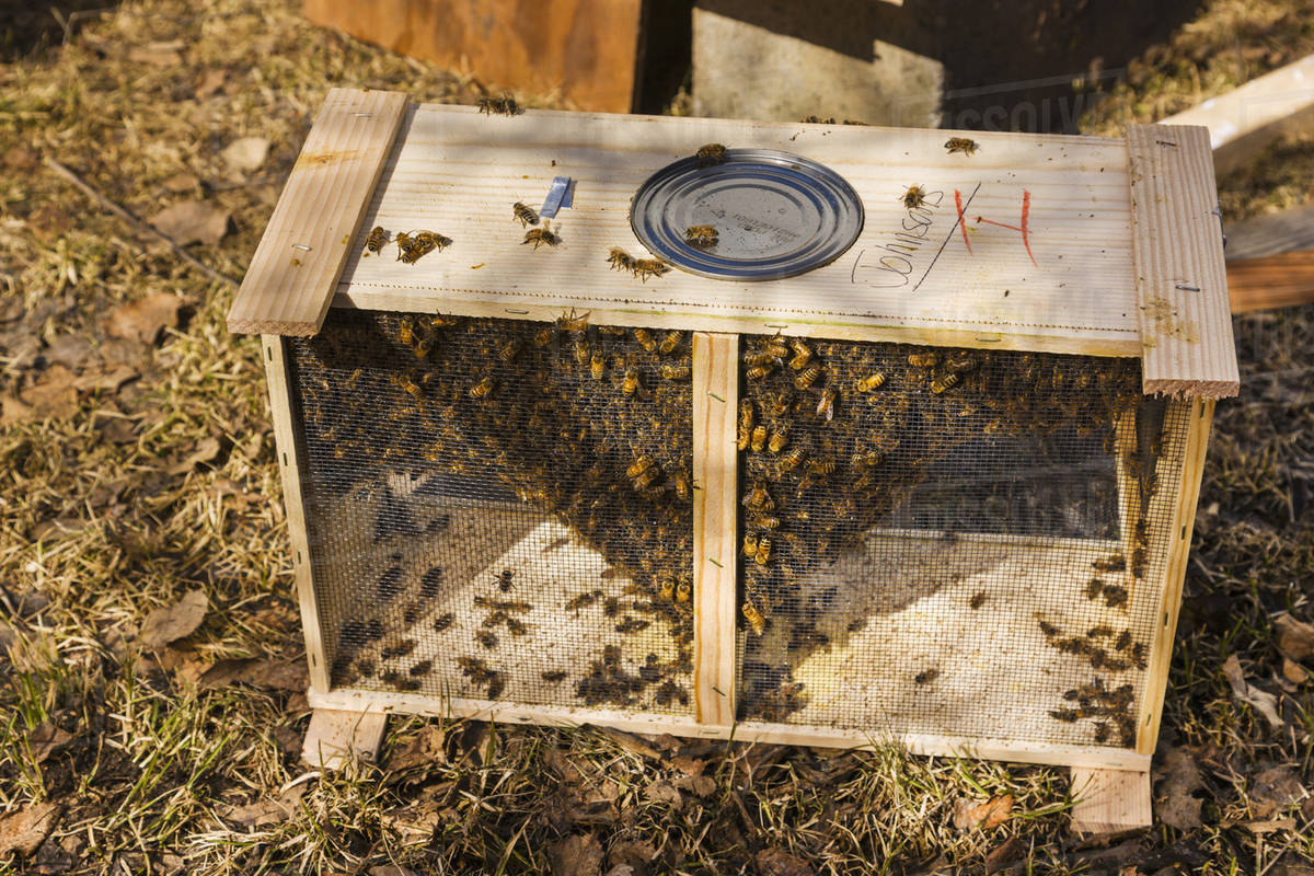A Colony Of Bees Waiting To Be Transfered Into A Hive At The Start Of ...