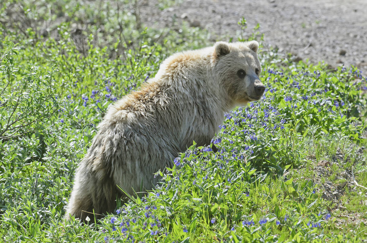 Grizzly Bear (Ursus Arctos) Walking Through Chiming Bell Flowers At ...