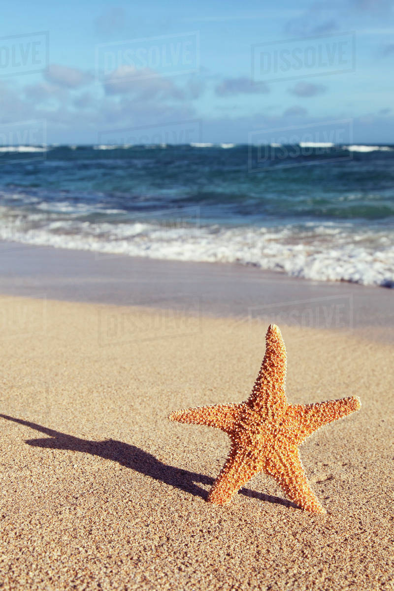 A starfish standing up on the beach casting a shadow;Honolulu oahu ...