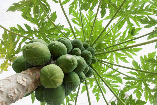 Healthy papaya tree viewed from below;Honolulu oahu hawaii united ...