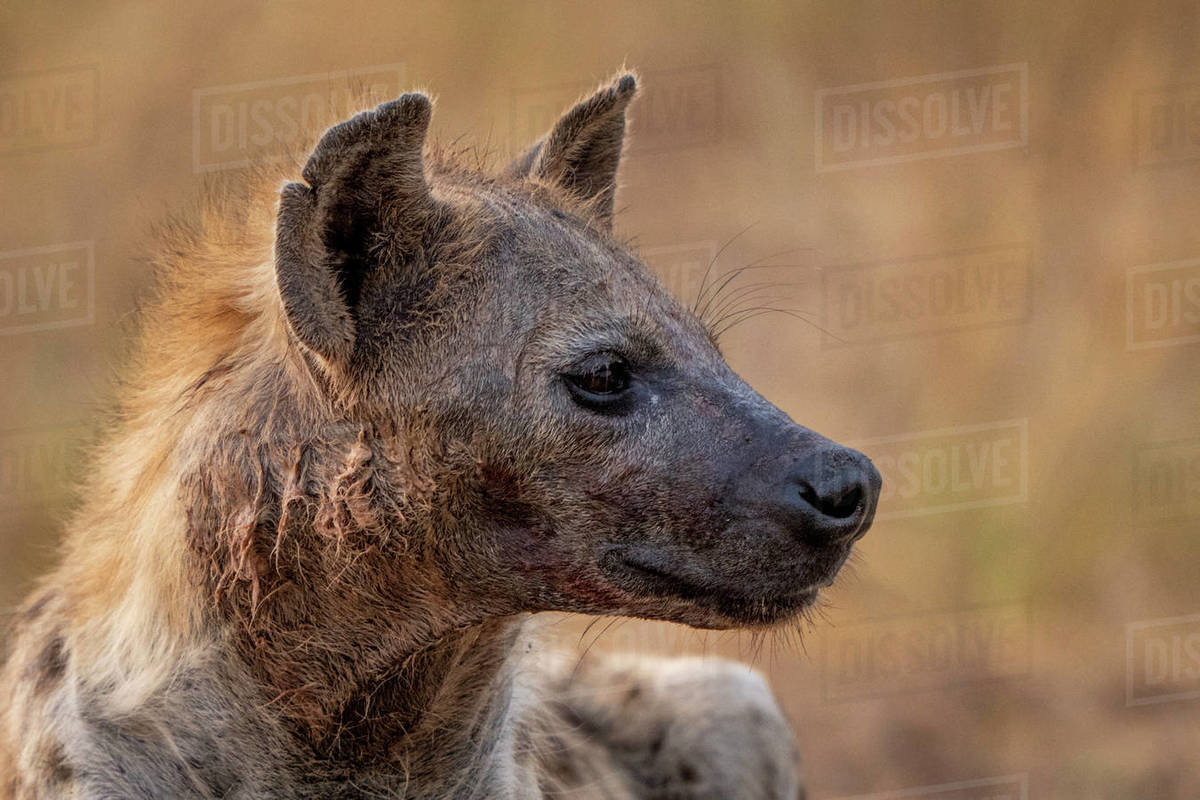 Close-up of Spotted hyena (Crocuta crocuta) stained with blood in Chobe ...