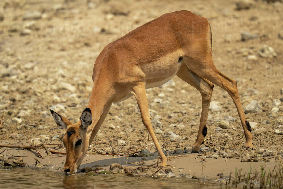 Female Common impala (Aepyceros melampus) stands drinking from river in ...