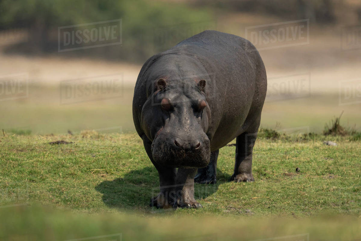 Hippo (Hippopotamus amphibius) stands on grassy floodplain turning head ...