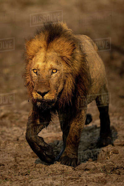 Male Lion (Panthera leo) walks on mud lifting foot in Chobe National ...