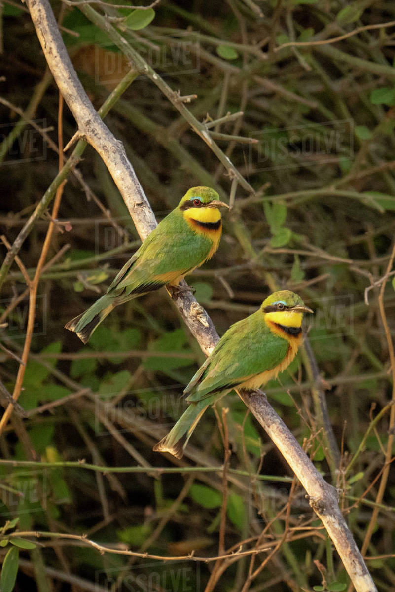 Two Little bee-eater (Merops pusillus) watch camera from branch in ...