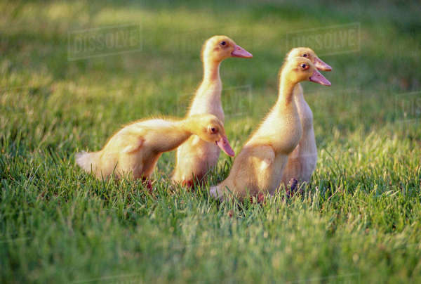 Group of Indian Runner ducklings (Anas platyrhynchos domesticus) in the ...
