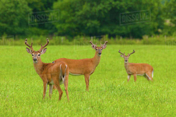 Three White-tailed deer (Odocoileus virginianus) in Cades Cove, Great ...