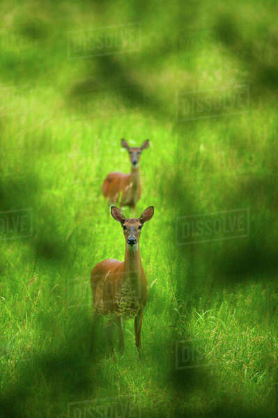 White-tailed deer (Odocoileus virginianus) standing in grass, framed by ...