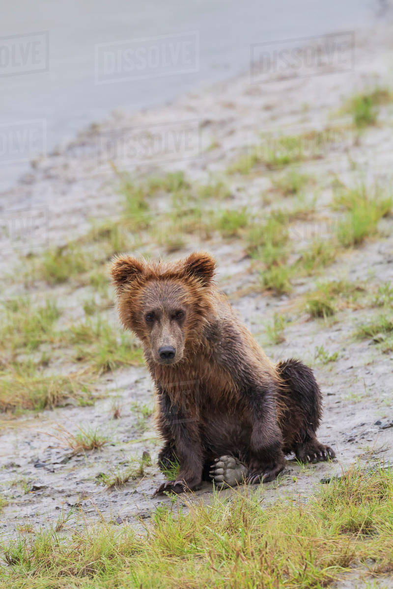 A coastal brown bear spring cub sits on the bank of horn river at ...
