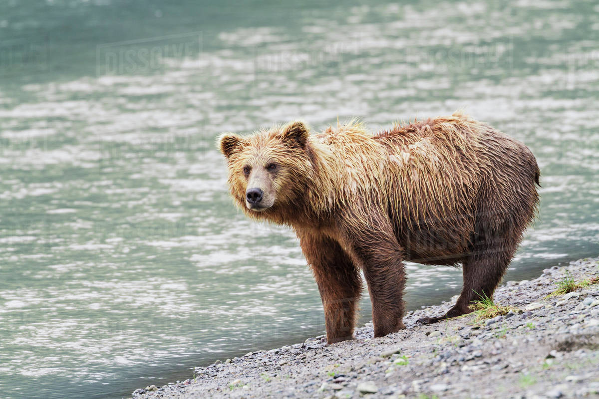 A coastal brown bear sow stands on a gravel beach next to the horn ...
