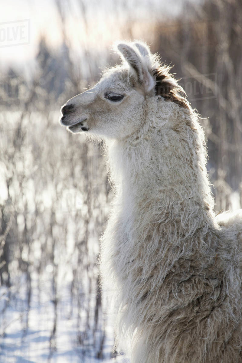 A llama backlit in winter;Alberta canada - Royalty-free Stock Photo ...