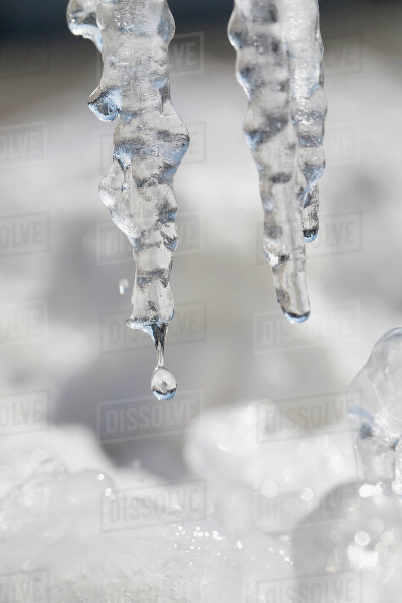 Close up of two icicles with water droplets;Calgary Alberta Canada ...