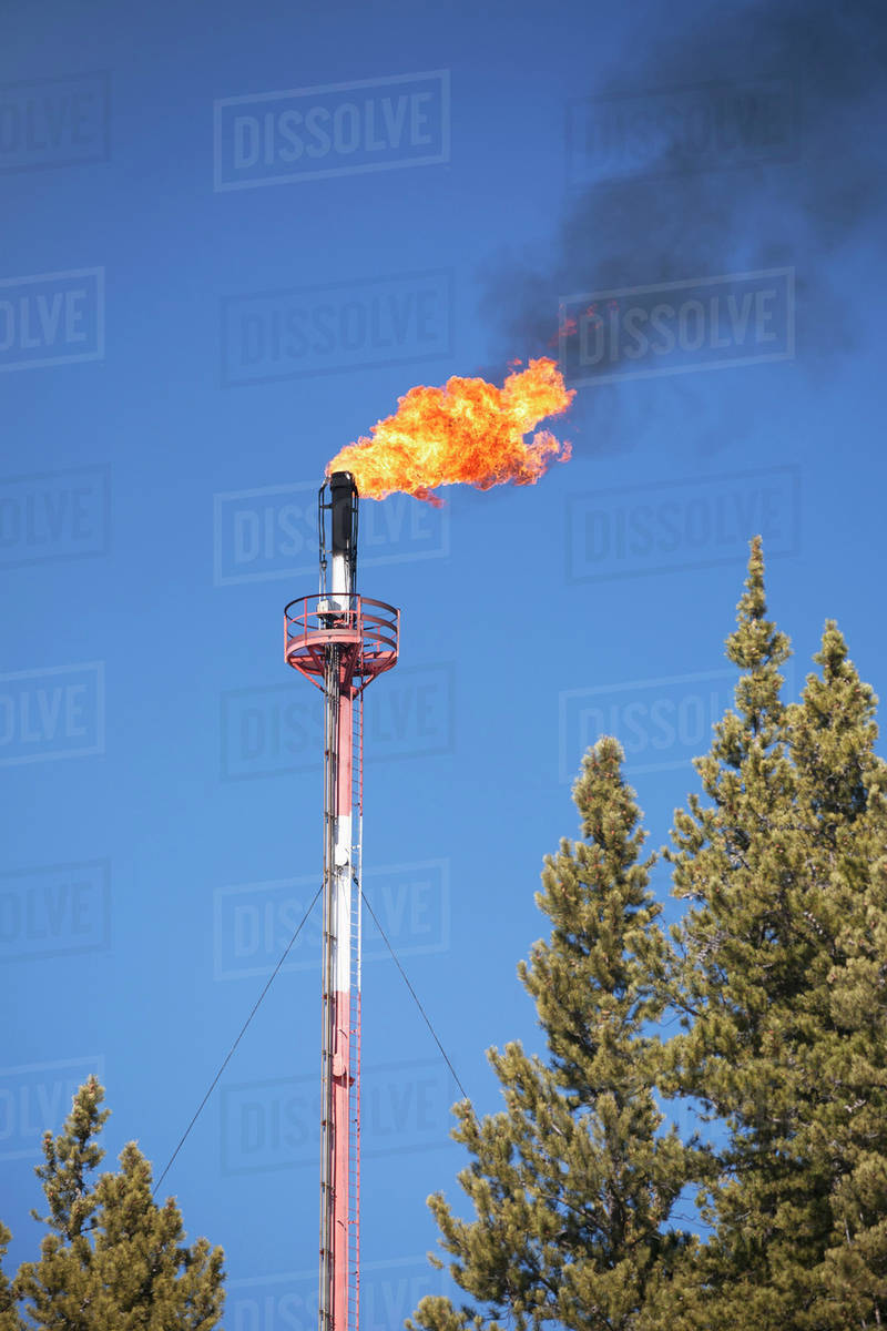 Close up of gas plant flare framed by evergreen trees with blue sky and ...