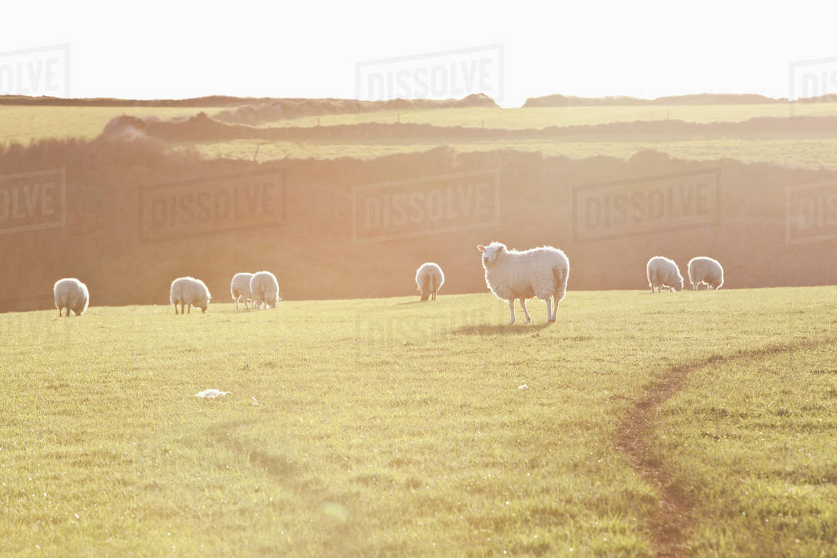 Sheep in a field with the sunlight glowing - Royalty-free Stock Photo ...