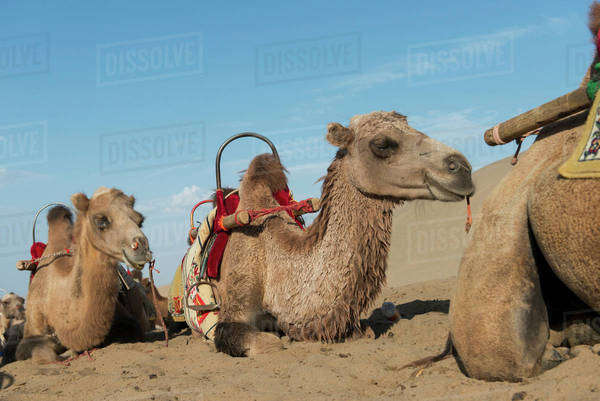 Camels laying on the sand - Stock Photo - Dissolve