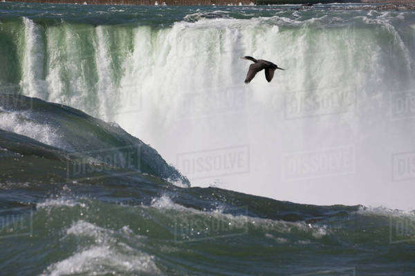 Close up of niagara falls with a bird flying over;Niagara falls new ...