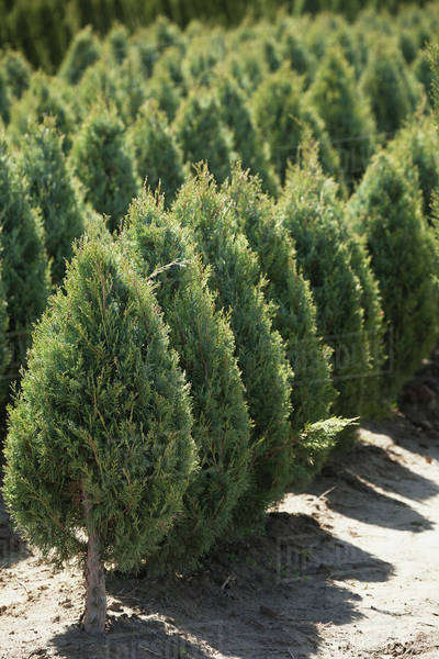 Rows of cedar trees in a tree nursery;Vineland ontario canada - Royalty ...