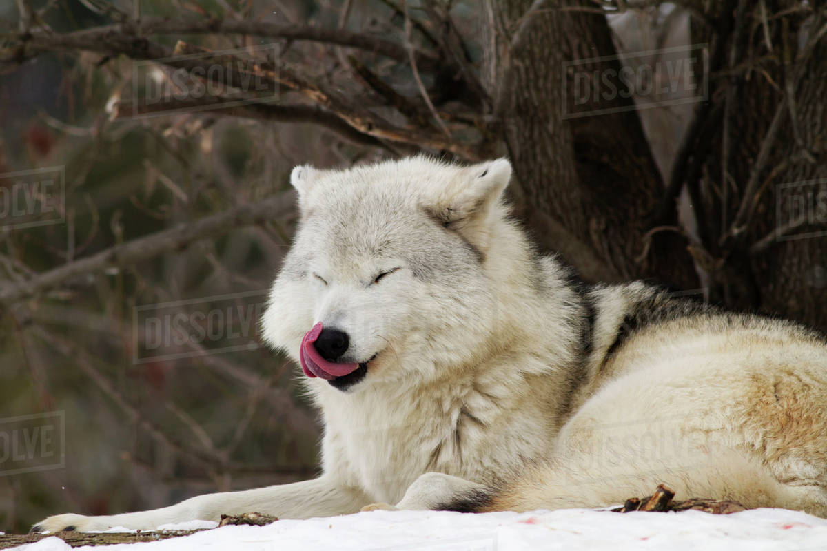 Grey wolf (canis lupus) in captivity ecomuseum;Ste-anne-de-bellevue ...