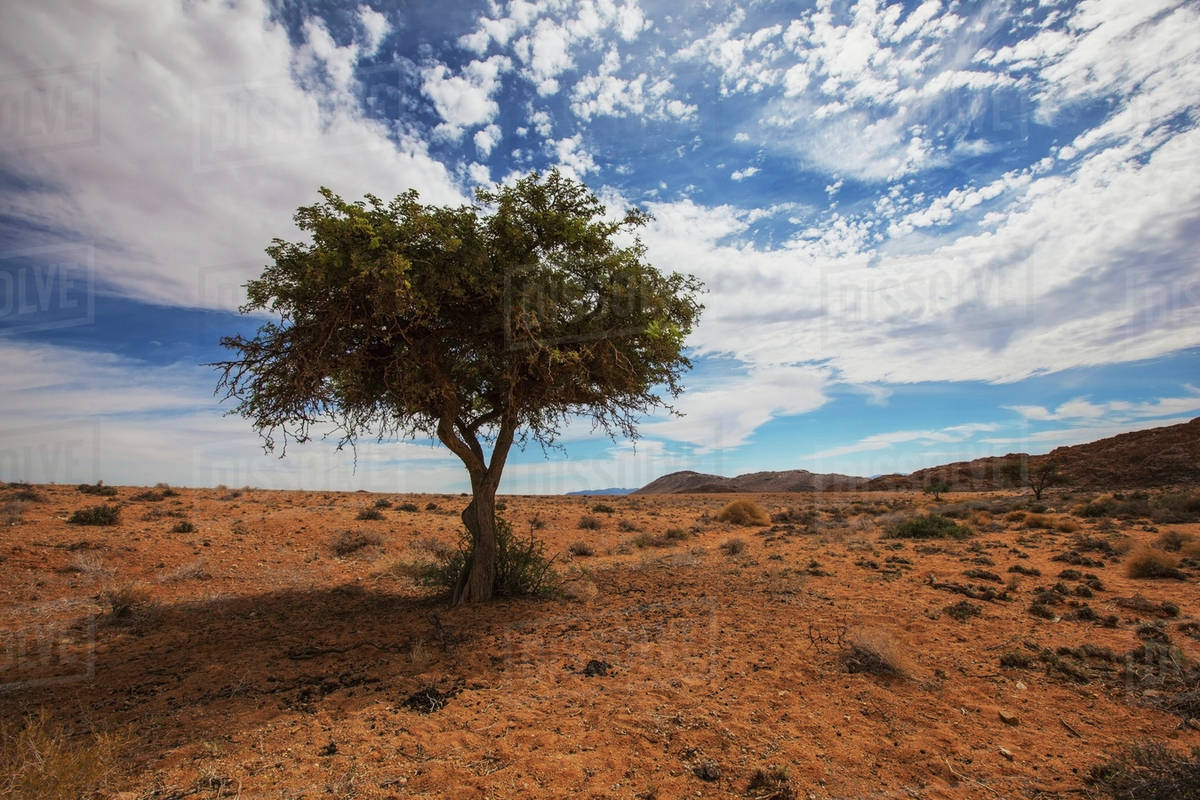Acacia tree in the desert;Klein-aus vista namibia - Royalty-free Stock ...