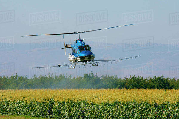 Agriculture - Helicopter crop duster spraying a maturing corn crop ...